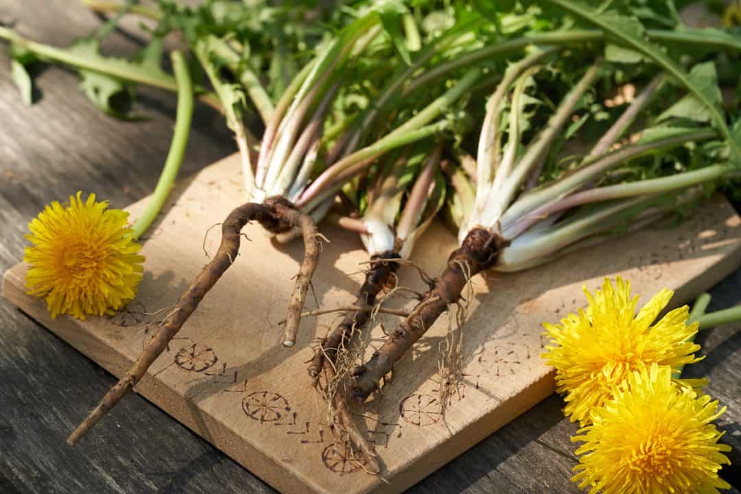 L'importance des racines de pissenlit : La partie la plus essentielle ...