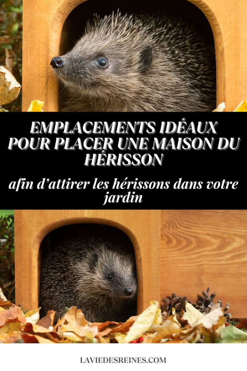 Emplacements idéaux pour placer une maison du hérisson afin d'attirer ...