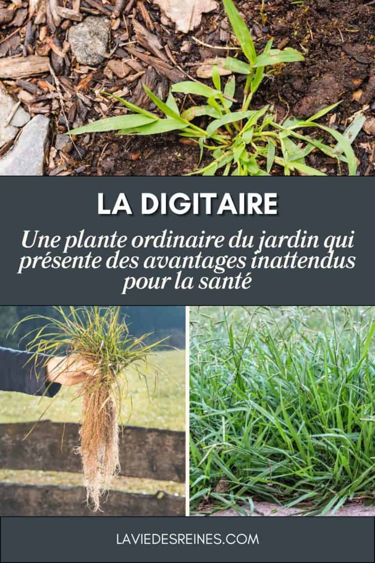 La digitaire : Une plante ordinaire du jardin qui présente des ...
