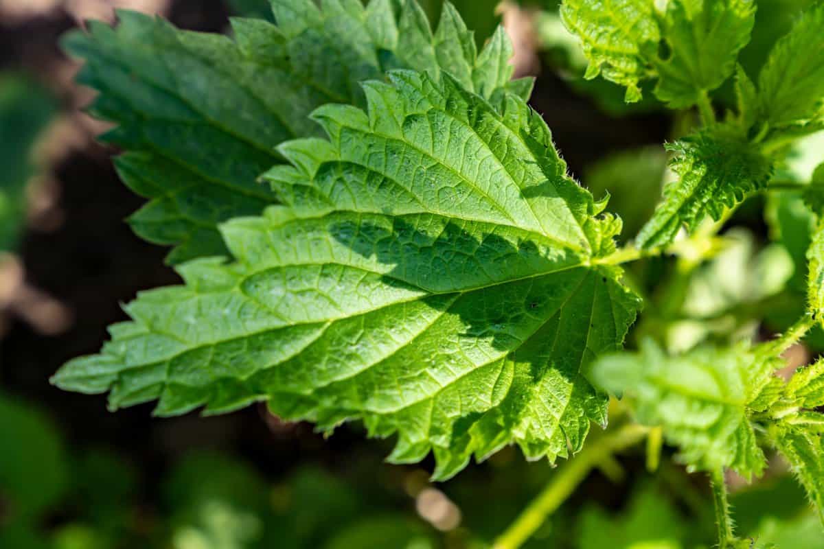 La meilleure recette de jus d'ortie pour de nombreux bienfaits pour la ...
