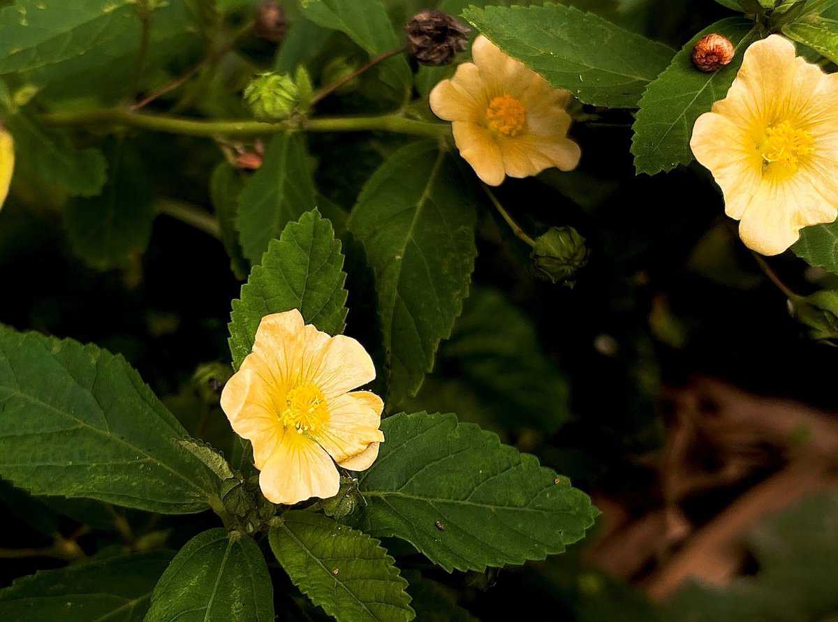 Sida Acuta : Avantages inattendus pour la santé et applications de ...