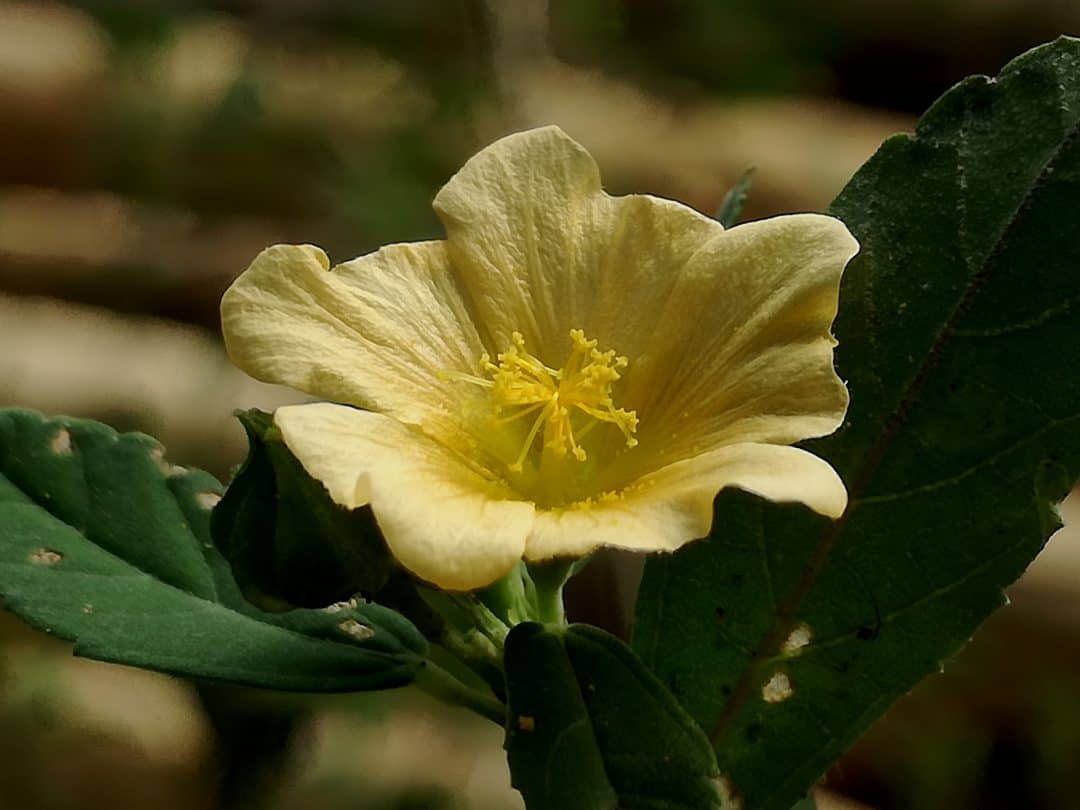 Sida Acuta : Avantages inattendus pour la santé et applications de ...