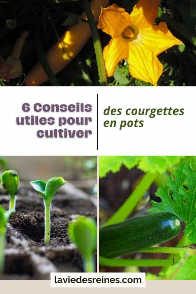 6 Conseils utiles pour cultiver des courgettes en pots