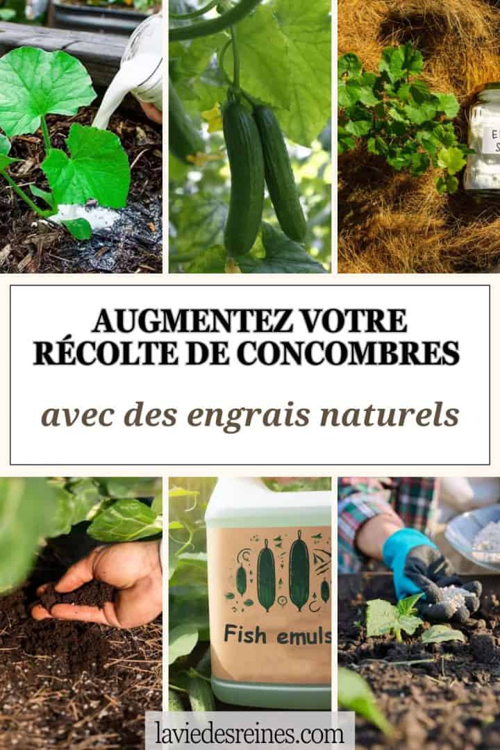 Augmentez votre récolte de concombres avec des engrais naturels ...
