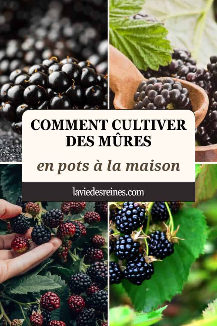 Comment cultiver des mûres en pots à la maison