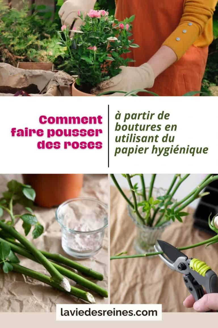Comment faire pousser des roses à partir de boutures en utilisant du ...