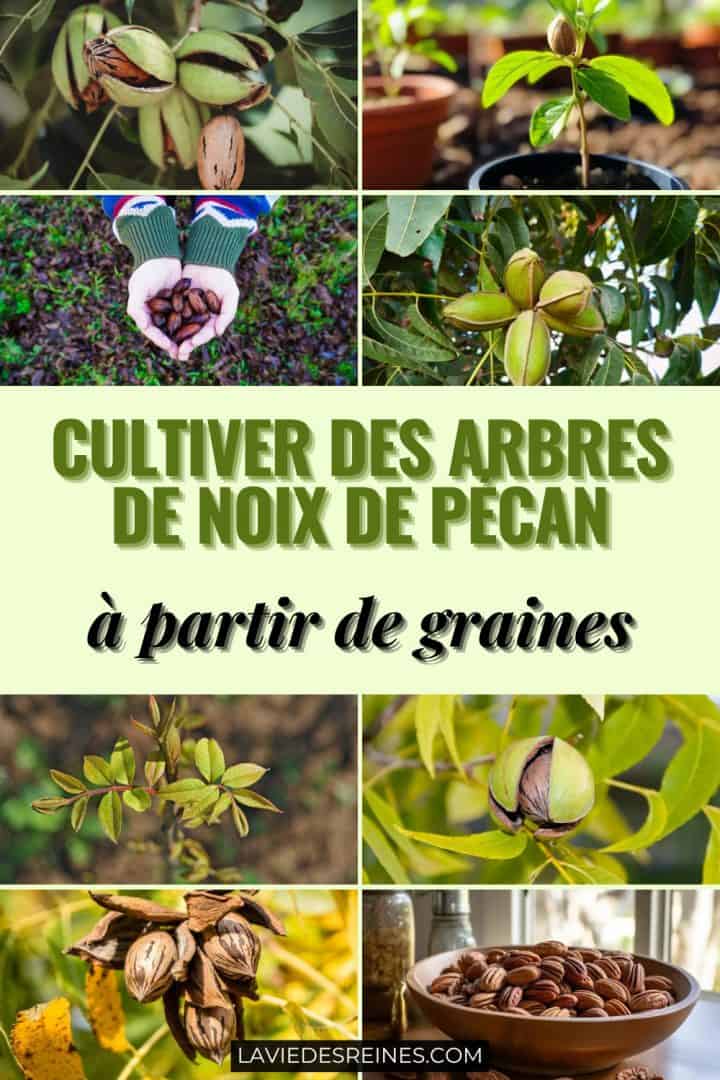 Cultiver des arbres de noix de pécan à partir de graines