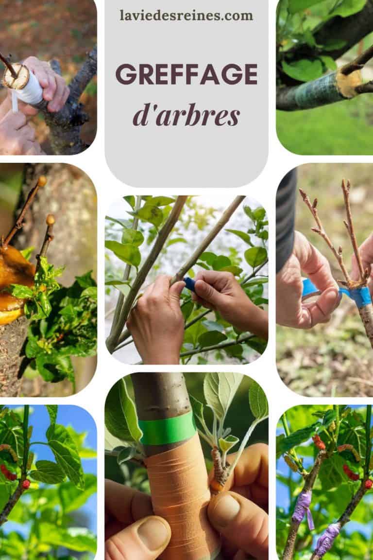 Guide pour un greffage correct et efficace des arbres