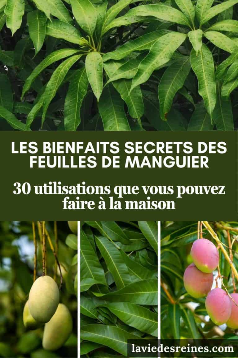 Les bienfaits secrets des feuilles de manguier : 30 utilisations que ...