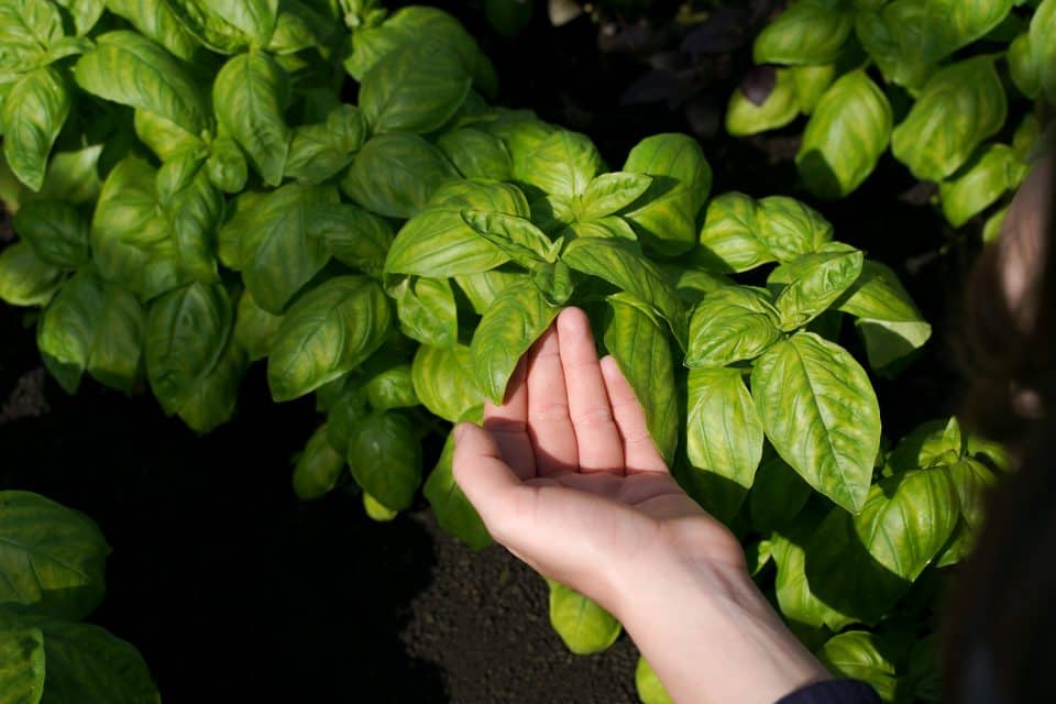 Cultiver le basilic pour une vie entière de saveur