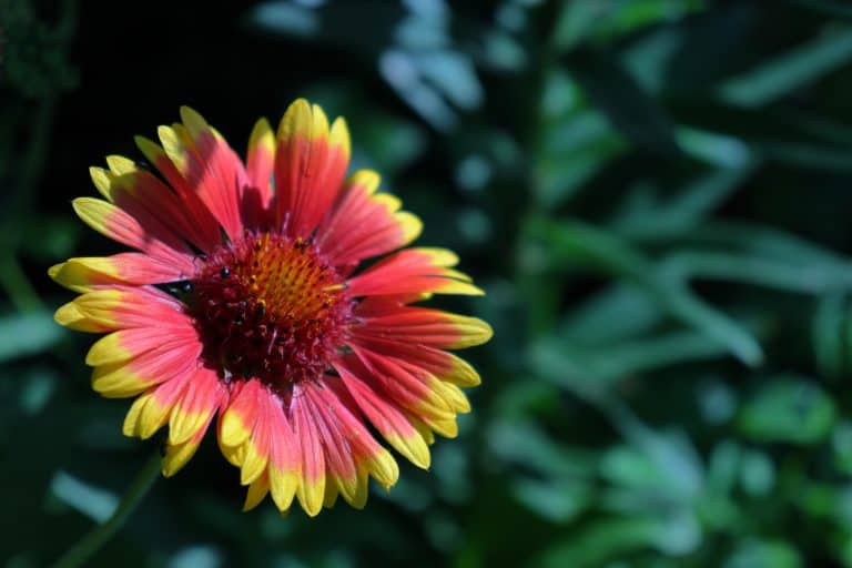 7 Raisons de cultiver la gaillarde (Blanket Flower) - La vivace qui ...