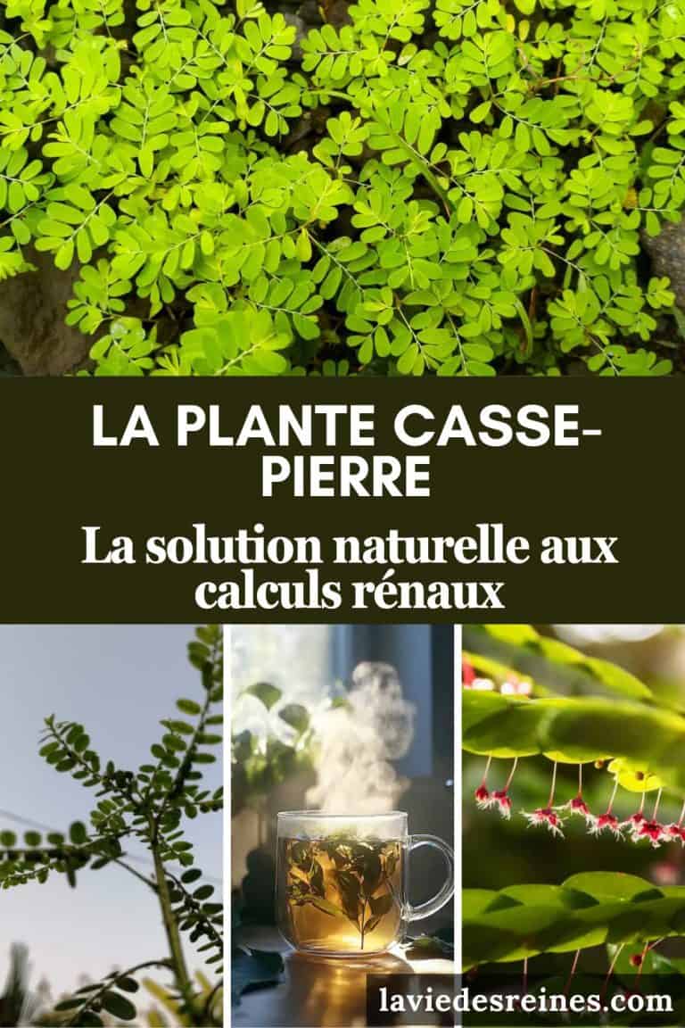 La plante casse-pierre : La solution naturelle aux calculs rénaux