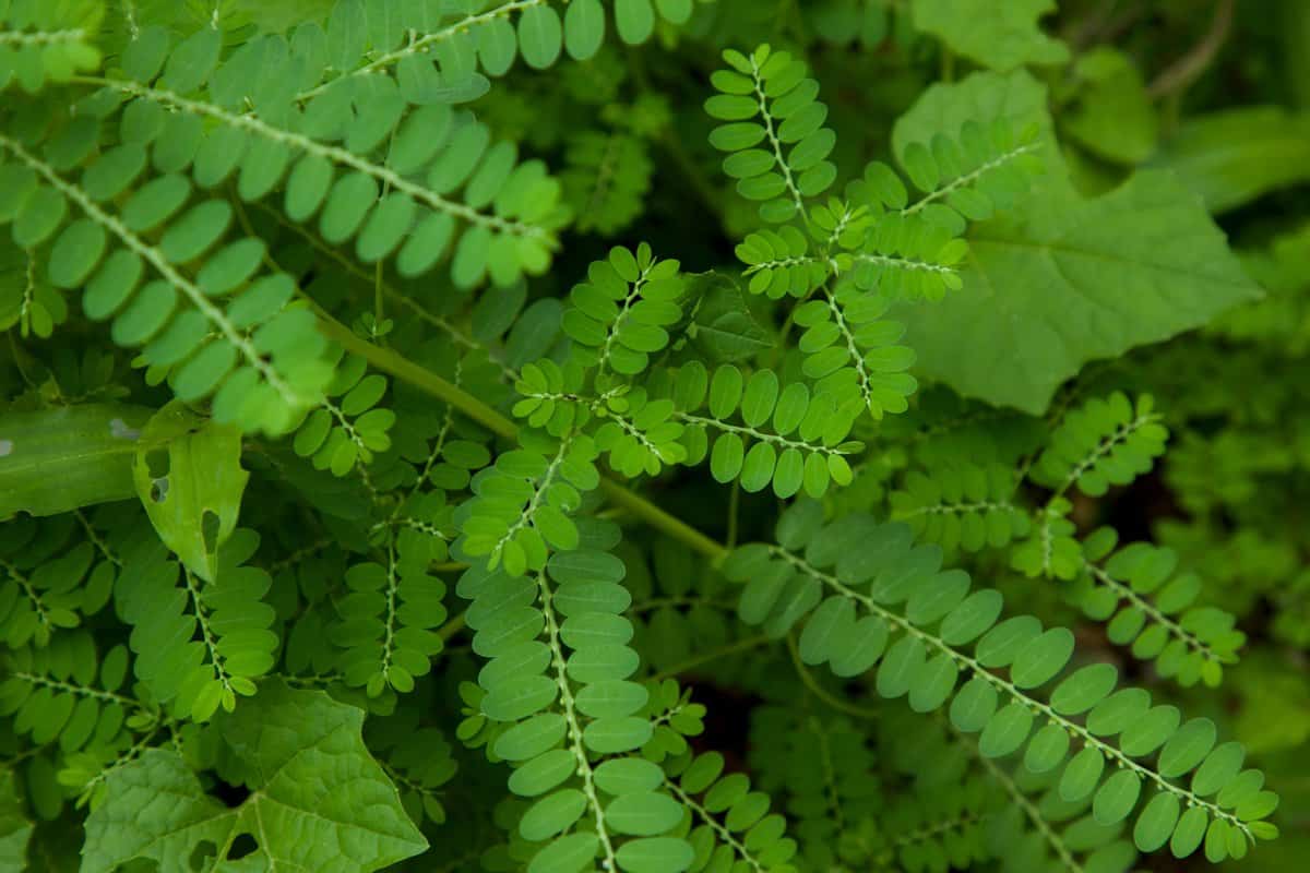 La plante casse-pierre : La solution naturelle aux calculs rénaux