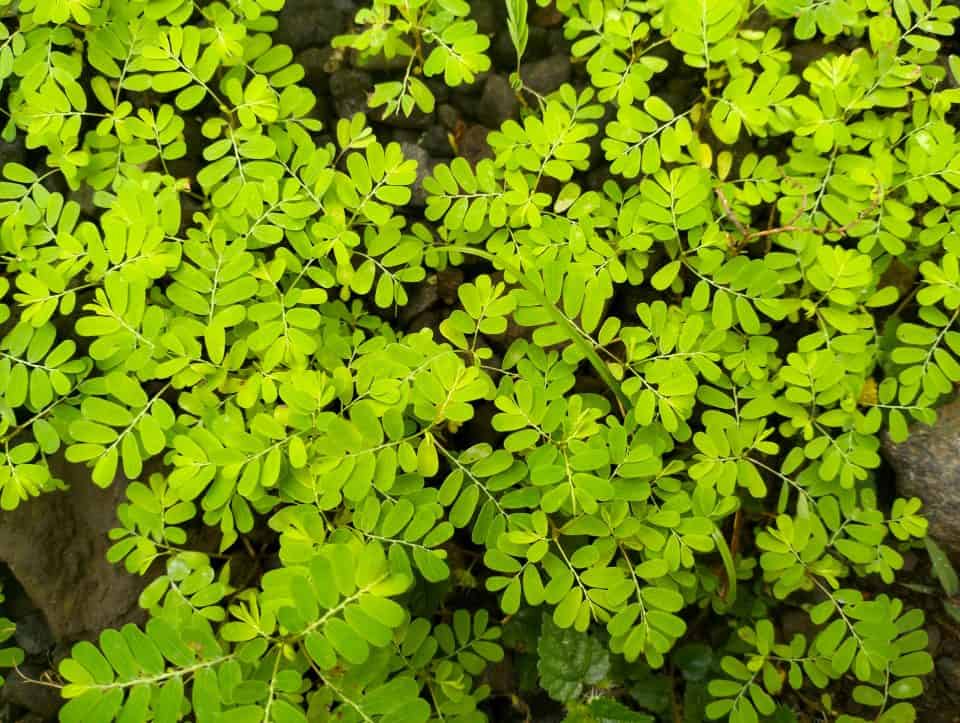 La plante casse-pierre : La solution naturelle aux calculs rénaux