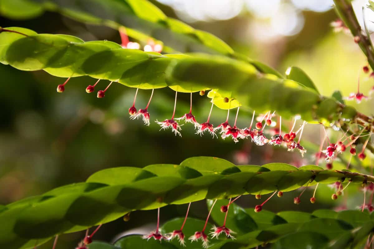 La plante casse-pierre : La solution naturelle aux calculs rénaux