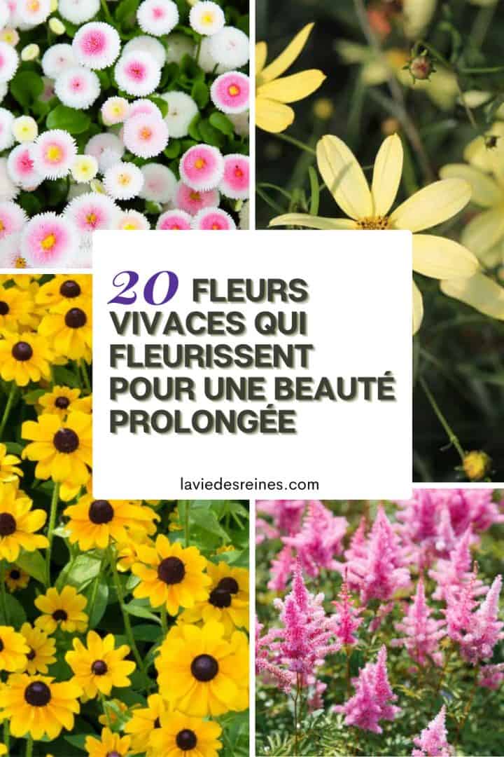 20 Fleurs vivaces qui fleurissent pour une beauté prolongée