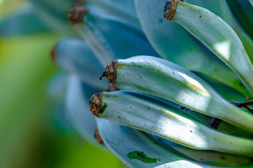 Blue Java Bananas : Un guide complet de ce fruit enchanteur