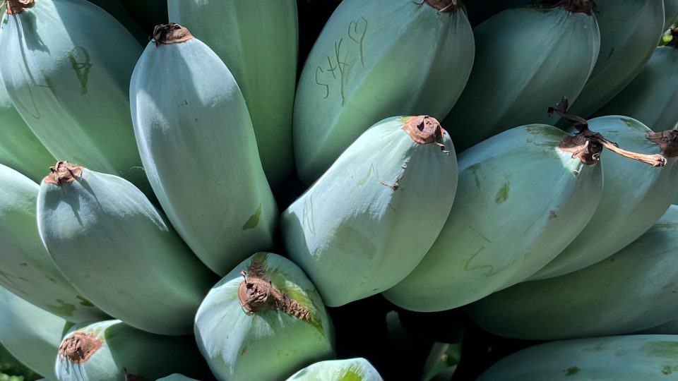 Blue Java Bananas : Un guide complet de ce fruit enchanteur
