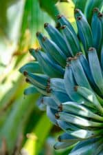 Blue Java Bananas : Un guide complet de ce fruit enchanteur