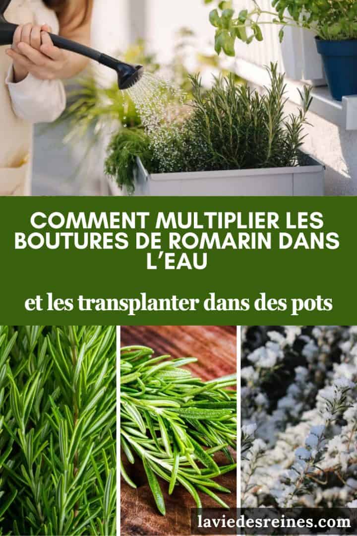 Comment multiplier les boutures de romarin dans l'eau et les ...