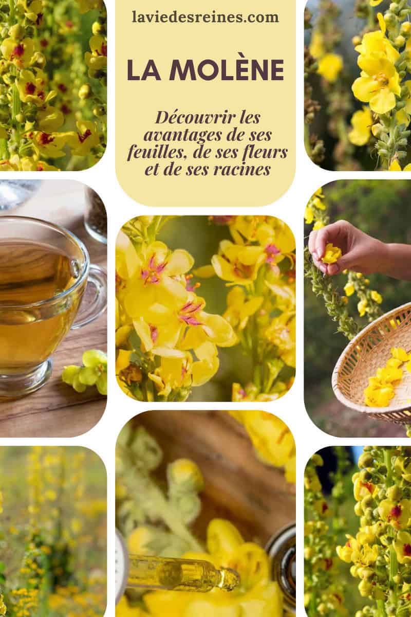 La molène : Découvrir les avantages de ses feuilles, de ses fleurs et ...