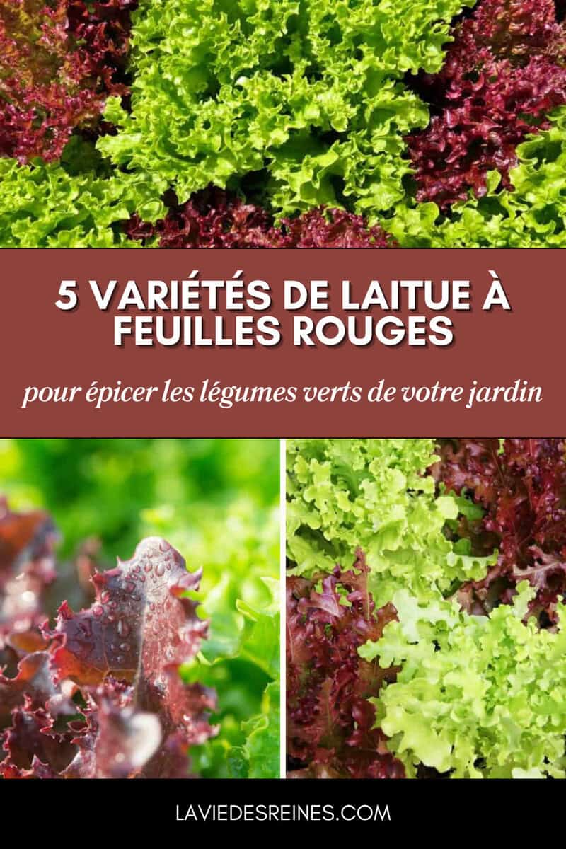 5 Variétés de laitue à feuilles rouges pour épicer les légumes verts de ...
