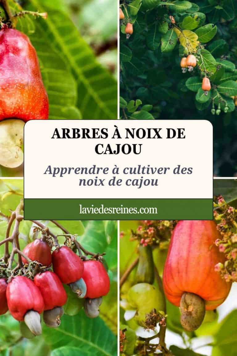 Arbres à noix de cajou : Apprendre à cultiver des noix de cajou