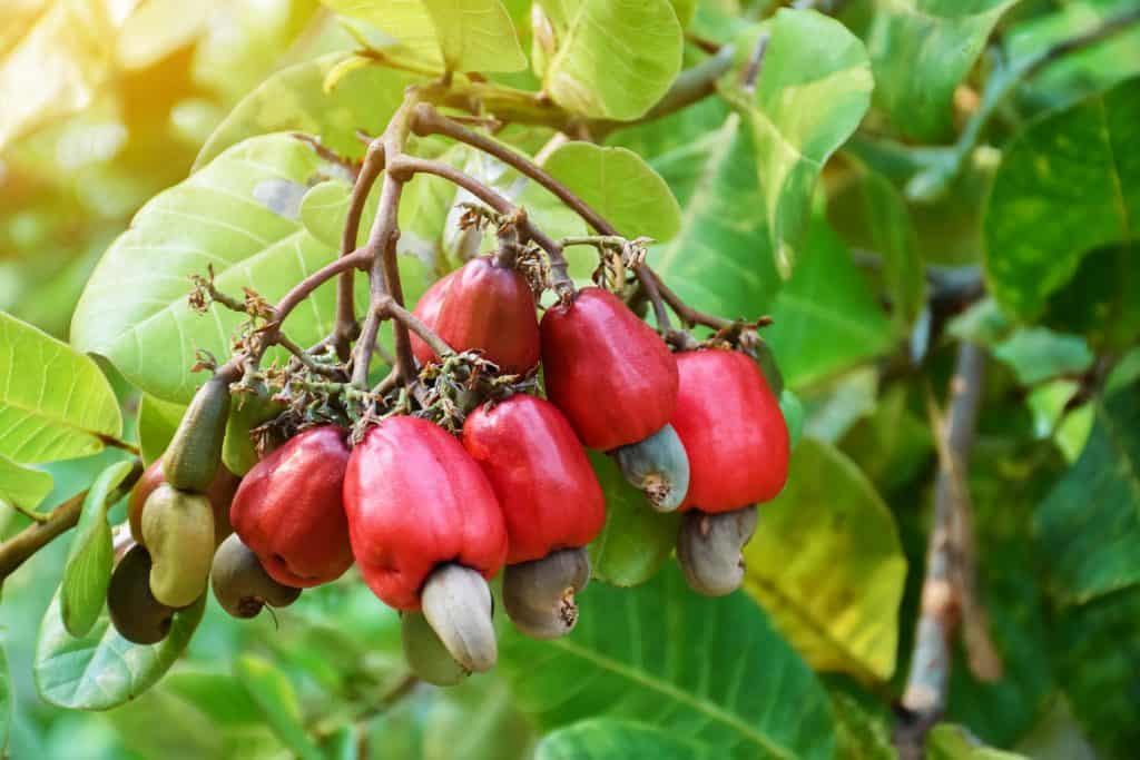 Arbres à noix de cajou : Apprendre à cultiver des noix de cajou