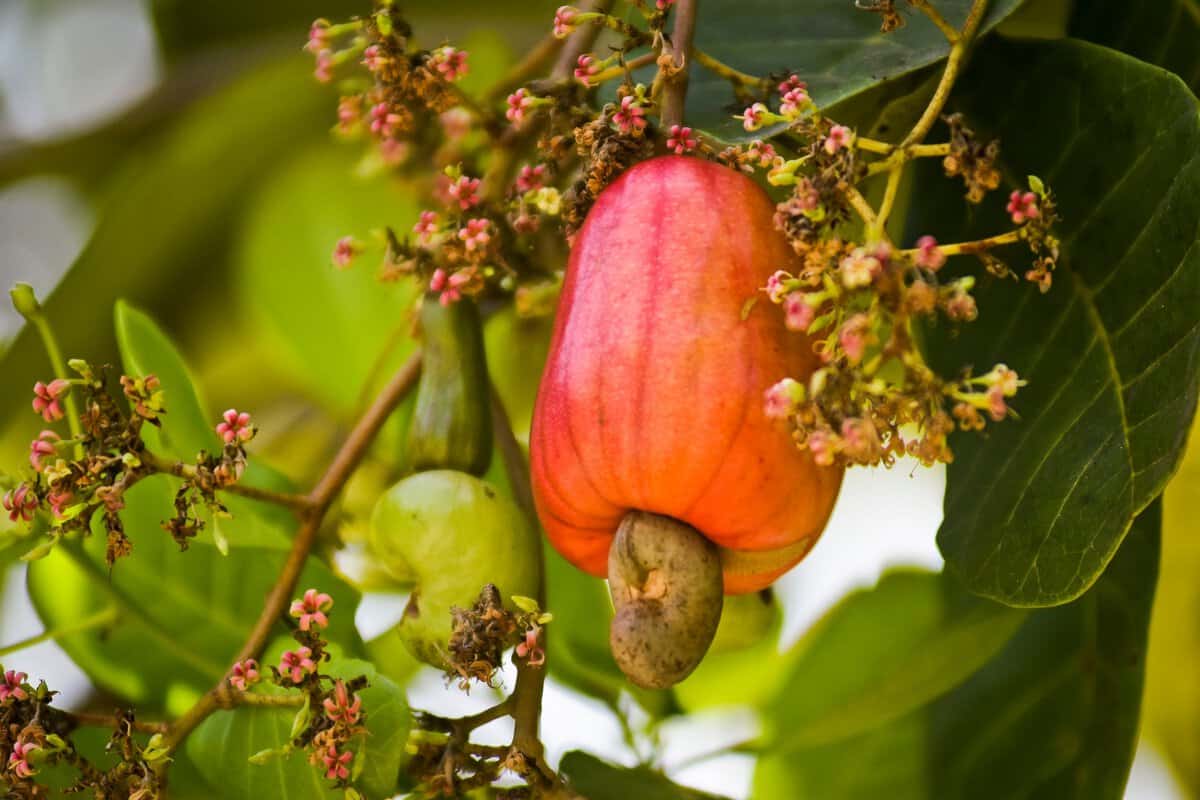 Arbres à noix de cajou : Apprendre à cultiver des noix de cajou