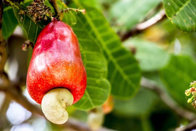 Arbres à noix de cajou : Apprendre à cultiver des noix de cajou