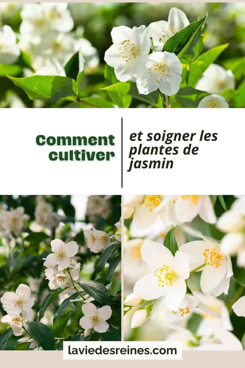 Comment cultiver et soigner les plantes de jasmin
