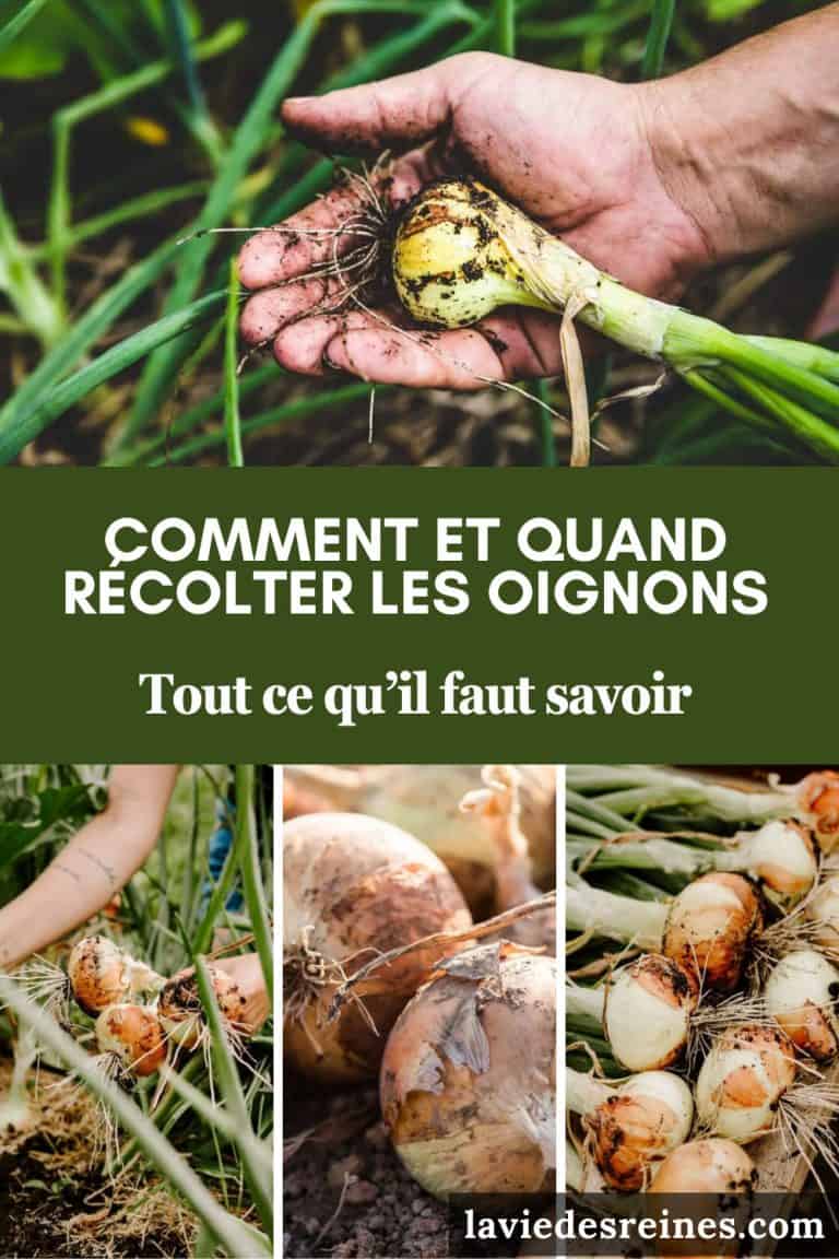 Comment et quand récolter les oignons : Tout ce qu'il faut savoir