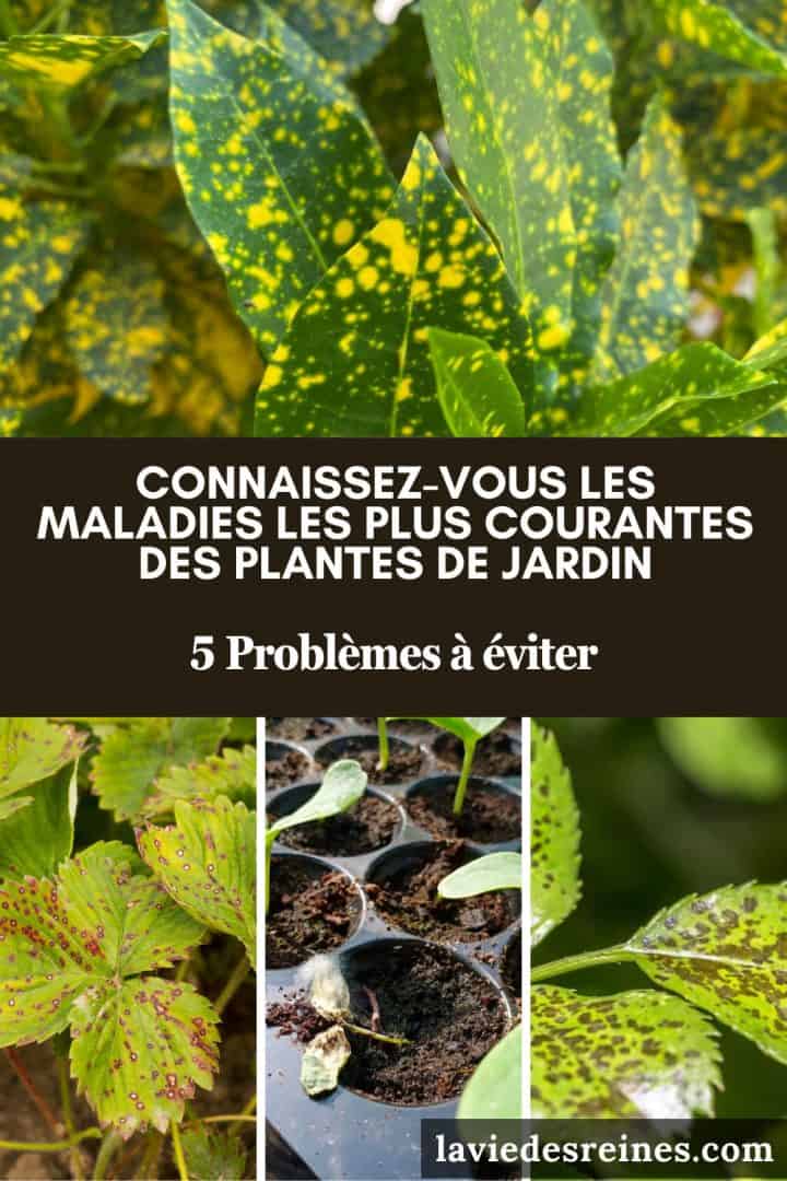 Connaissez-vous les maladies les plus courantes des plantes de jardin ...