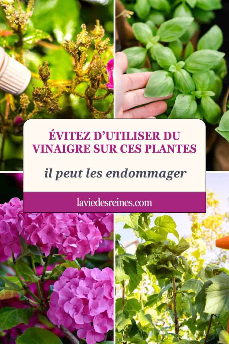 Évitez d'utiliser du vinaigre sur ces plantes - il peut les endommager
