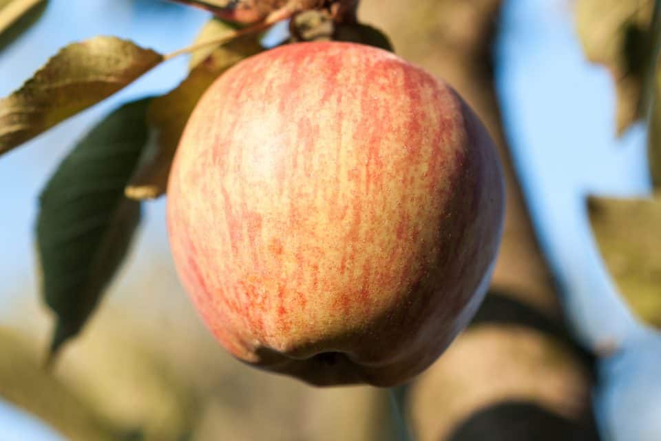 Peut-on cultiver des pommes à partir de pépins ? Comment planter des ...
