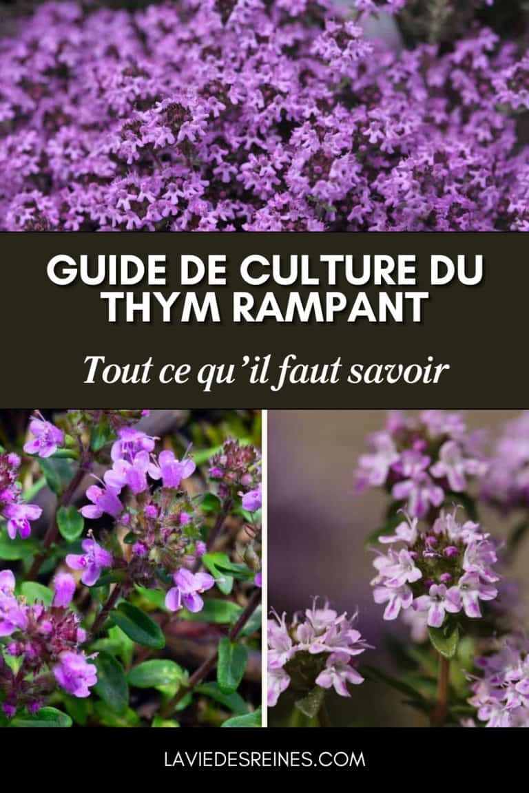 Guide de culture du thym rampant - Tout ce qu'il faut savoir