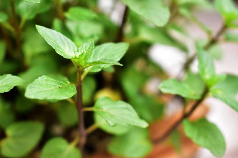 Variétés de plantes de menthe : Types de menthe pour le jardin