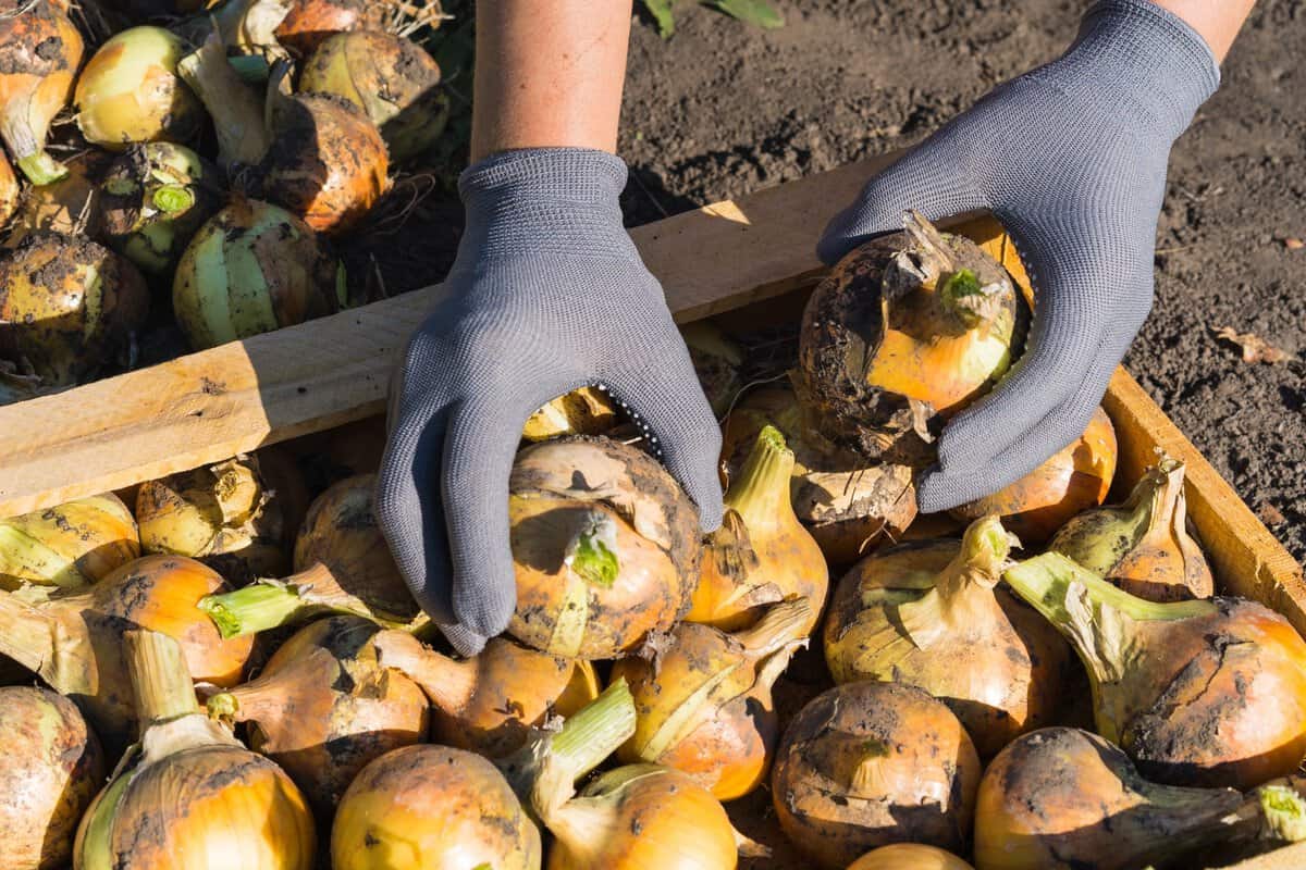 Comment et quand récolter les oignons : Tout ce qu'il faut savoir