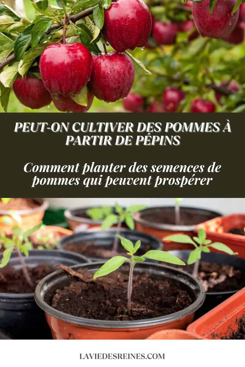 Peut-on cultiver des pommes à partir de pépins ? Comment planter des ...