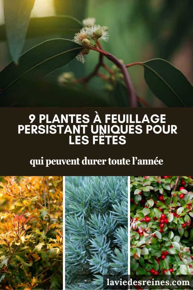 Plantes à feuillage persistant pour les fêtes : 9 Plantes à feuillage ...