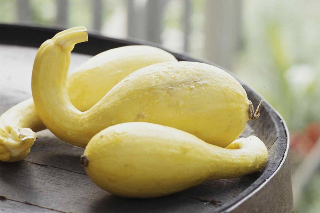 10 Types de courges que tout jardinier doit connaître