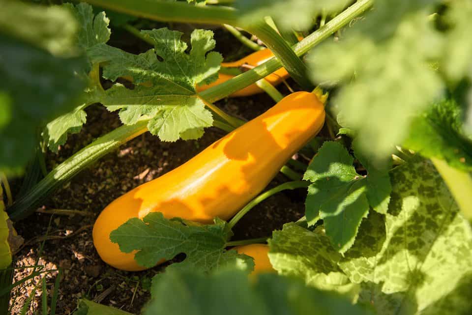 10 Types de courges que tout jardinier doit connaître
