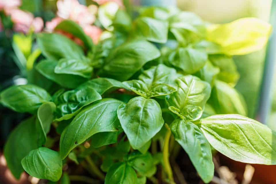 Cultiver du basilic en pot : un guide étape par étape