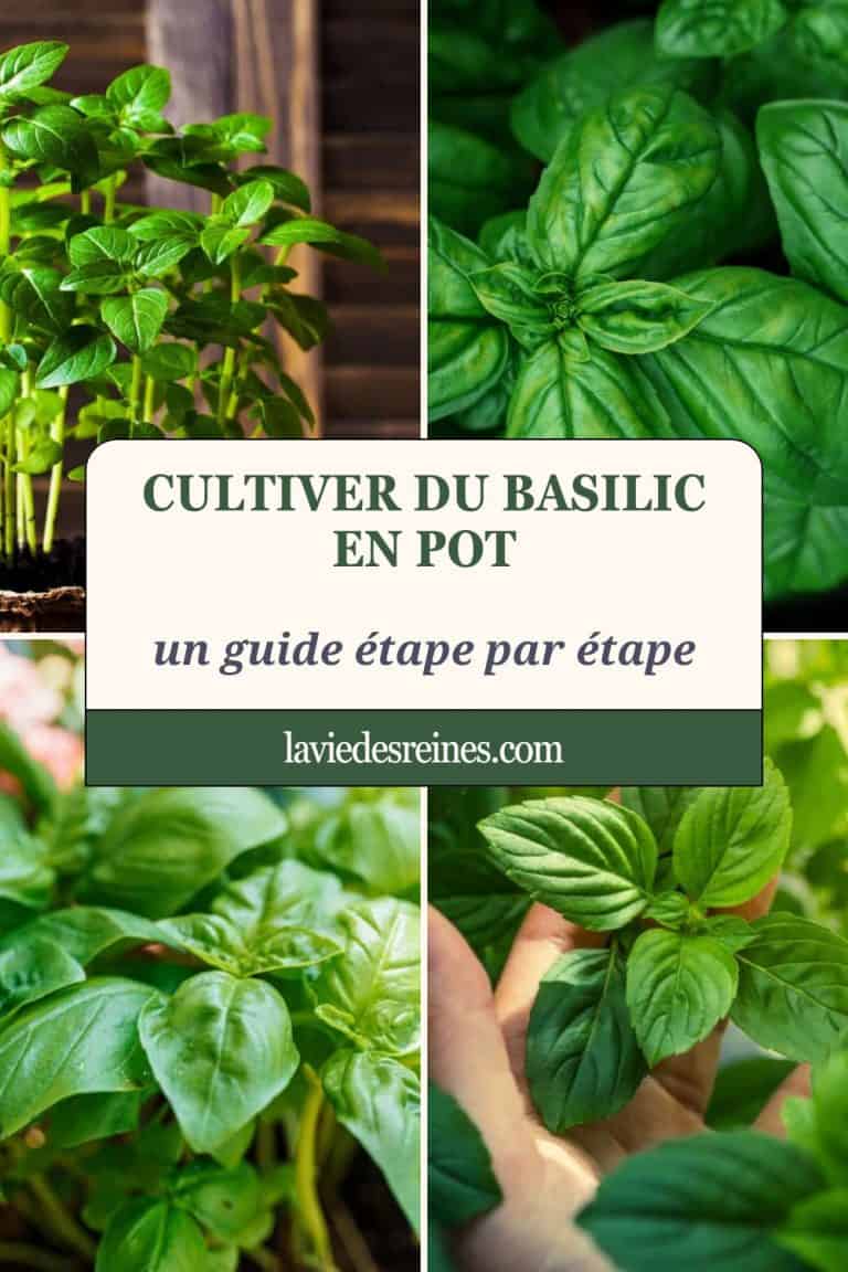 Cultiver du basilic en pot : un guide étape par étape