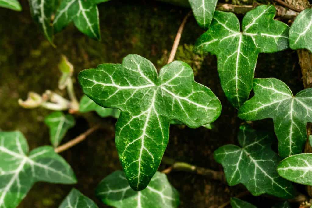 Quel est le meilleur lierre pour un jardin ? 7 Variétés de lierre à ...