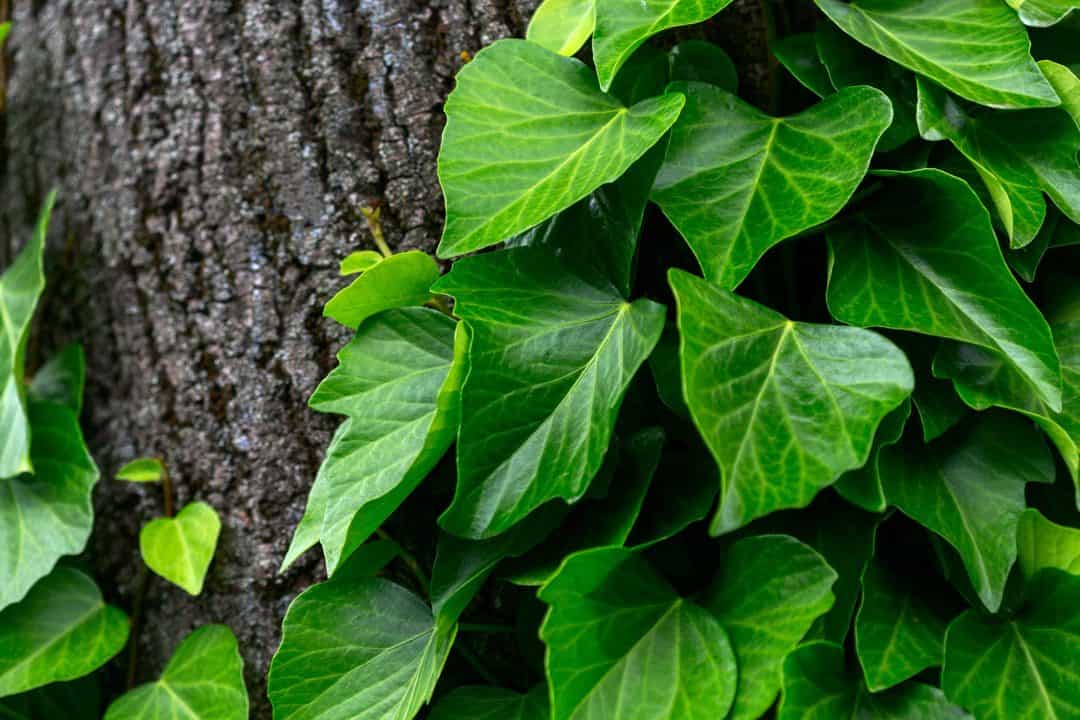 Quel est le meilleur lierre pour un jardin ? 7 Variétés de lierre à ...