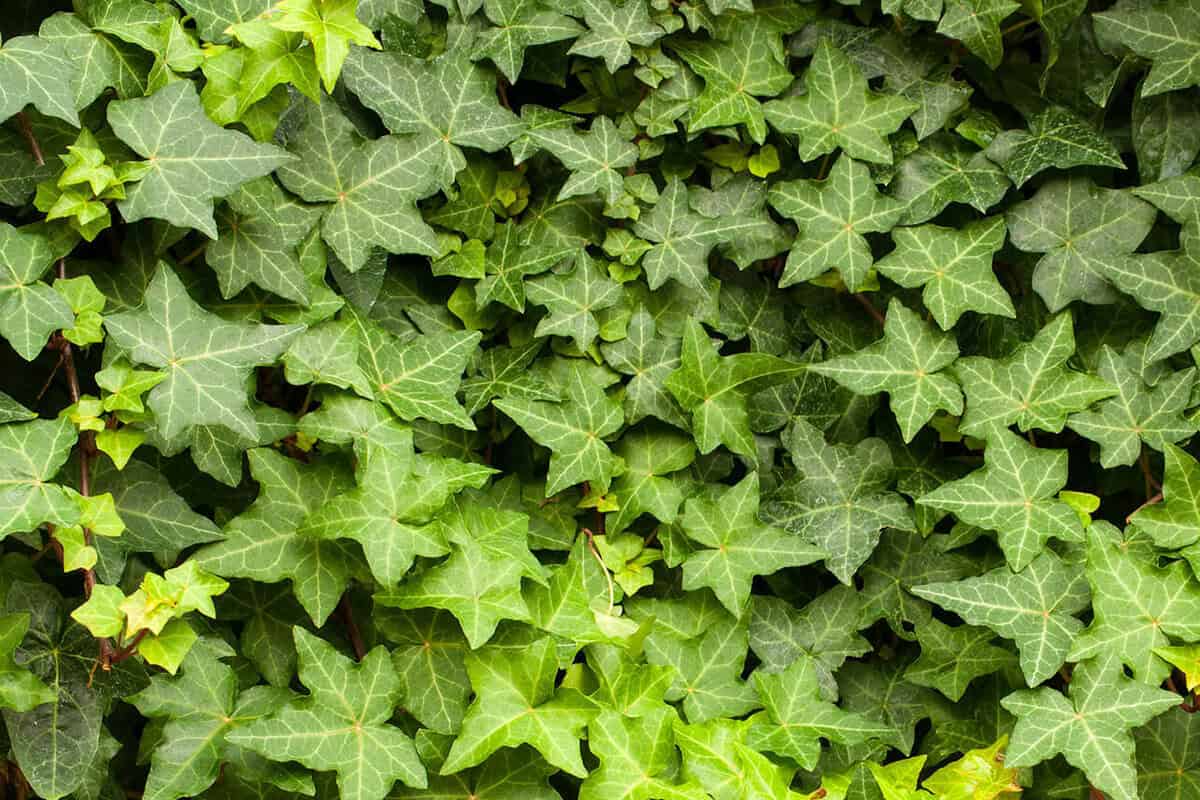 Quel est le meilleur lierre pour un jardin ? 7 Variétés de lierre à ...